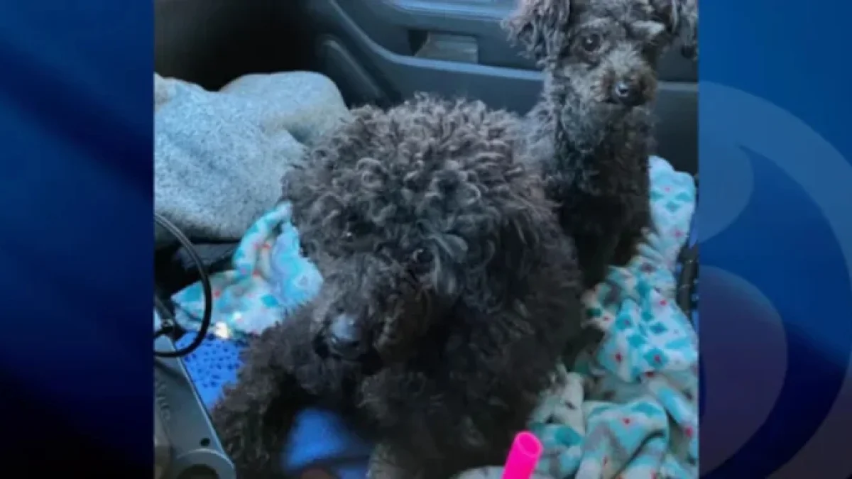 $5k Reward Announced for Rescue of Abandoned Poodles in Colchester Cold ...
