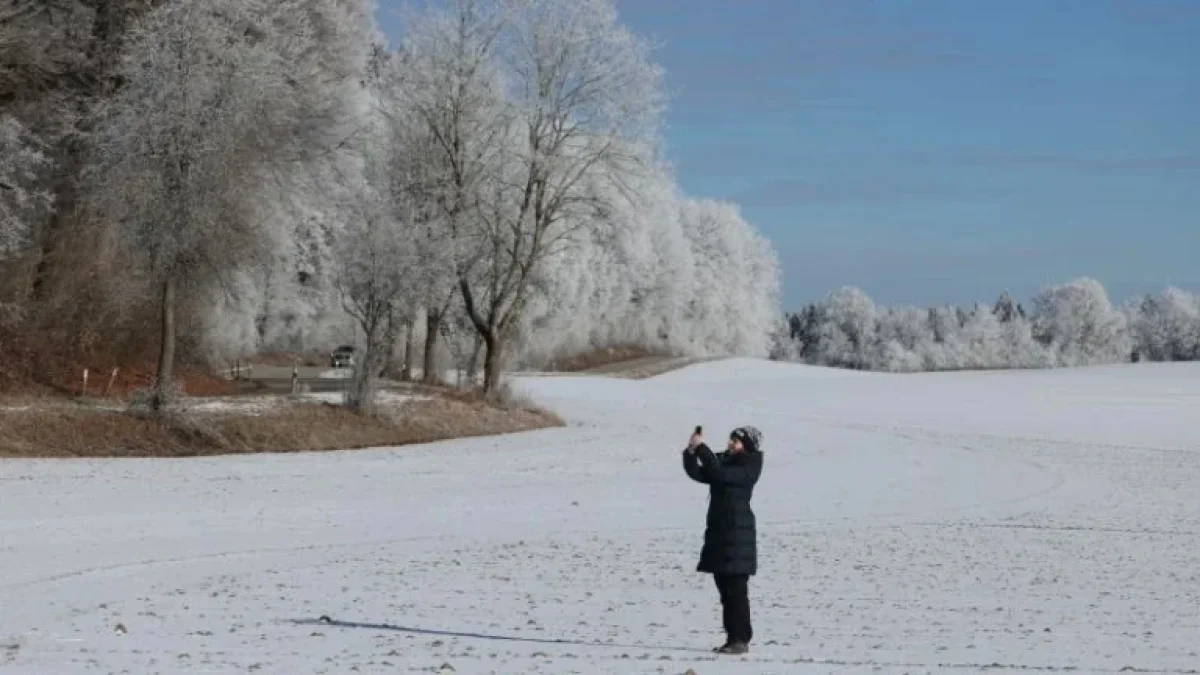 Exploding Trees Phenomenon: Uncover the Winter Mystery - El-Balad.com