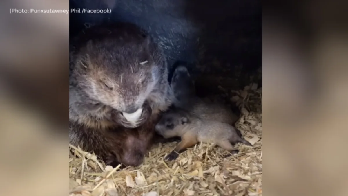 Punxsutawney Phil’s Offspring: Insights on His Legacy this Groundhog ...
