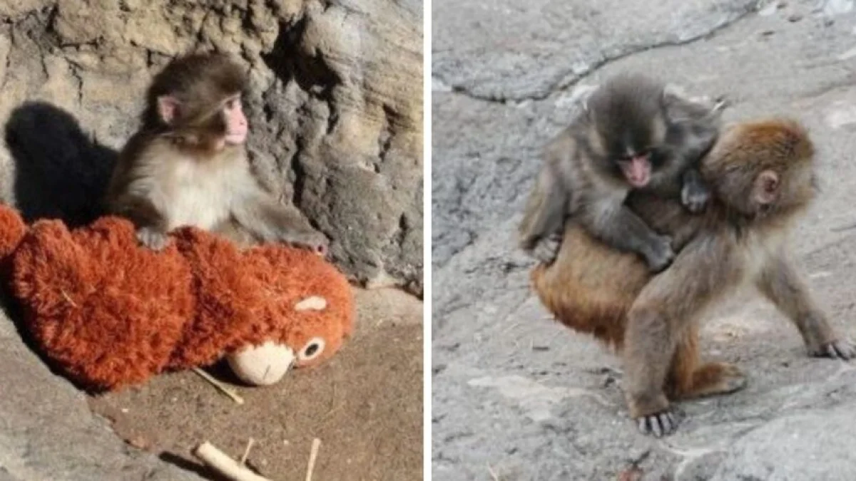 Punch the Monkey Update Today: Baby Macaque Gets First Piggyback Ride ...