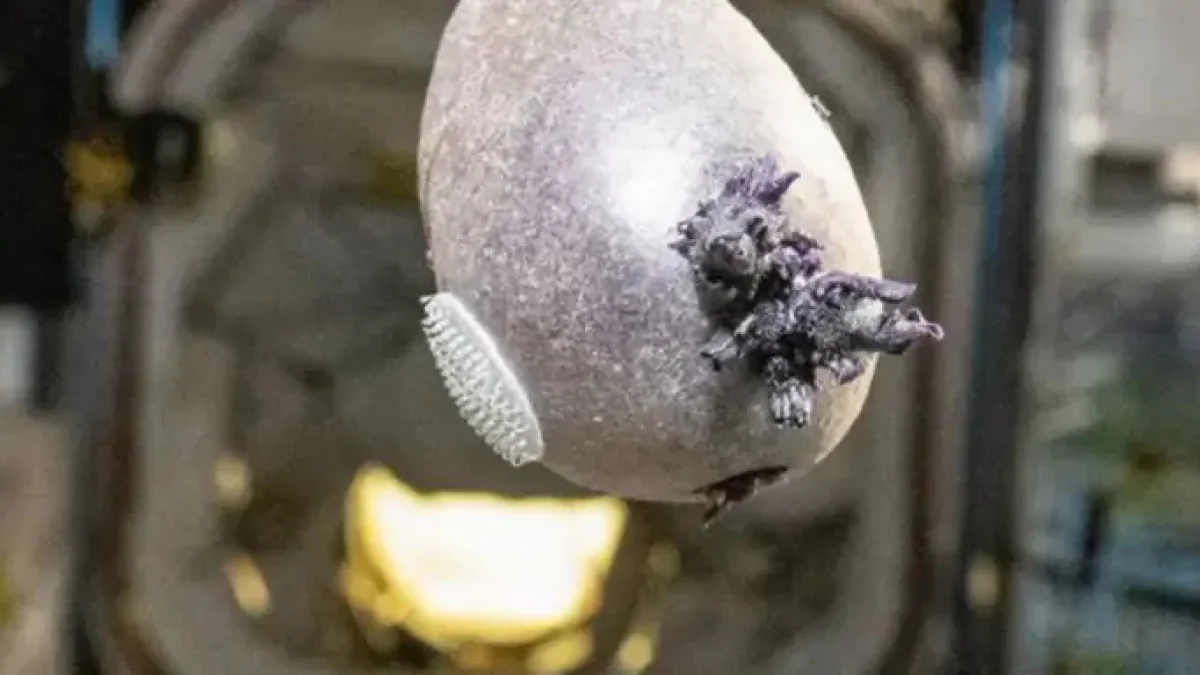 Don Pettit Iss Space Potato: Why a Tentacled Purple Spud Sparked a ...