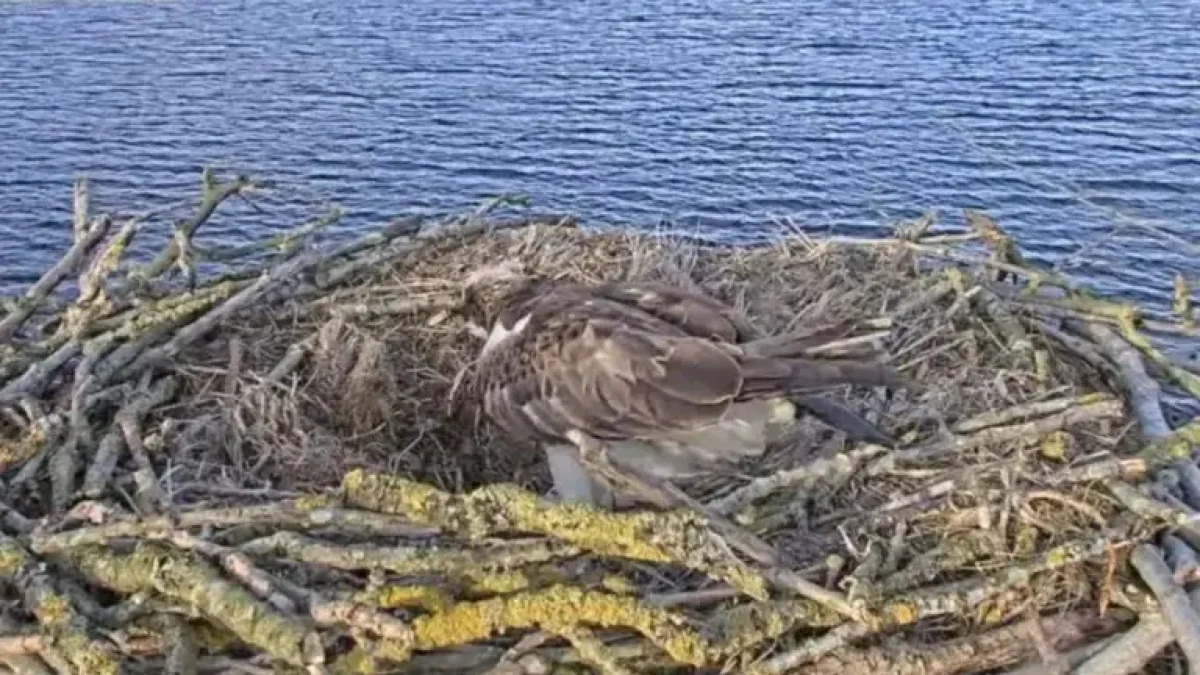 Rutland Water osprey lays Easter Sunday egg - El-Balad.com