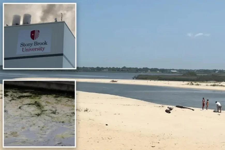 Bacteria in Long Island waters expose a hidden climate and pollution ...